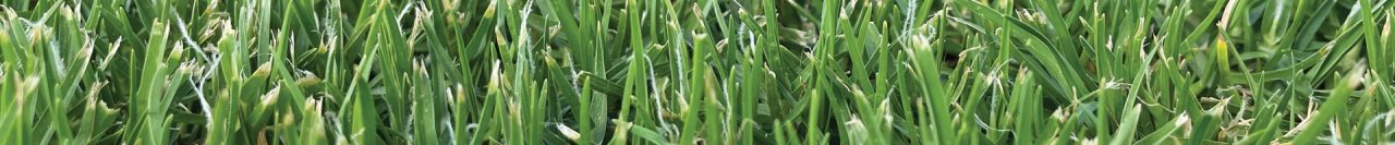 Kikuyu Turf | Easy care lawn | Kentucky Turf Nursery