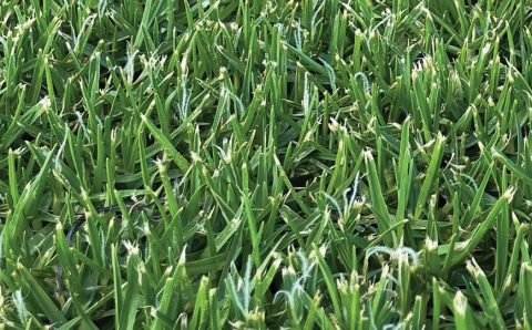 Kikuyu Turf | Easy care lawn | Kentucky Turf Nursery