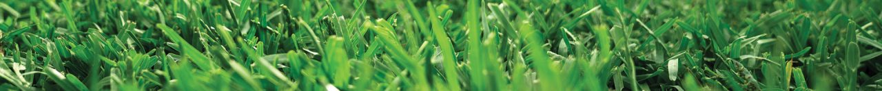 Prestige Buffalo | Soft Leaf Buffalo Turf | Kentucky Turf Nursery