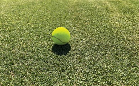 Santa Ana Couch Turf | Super fine Lawn | Kentucky Turf Nursery
