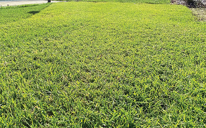 IronCutter Elite Hybrid Bermudagrass - Kentucky Turf Nursery