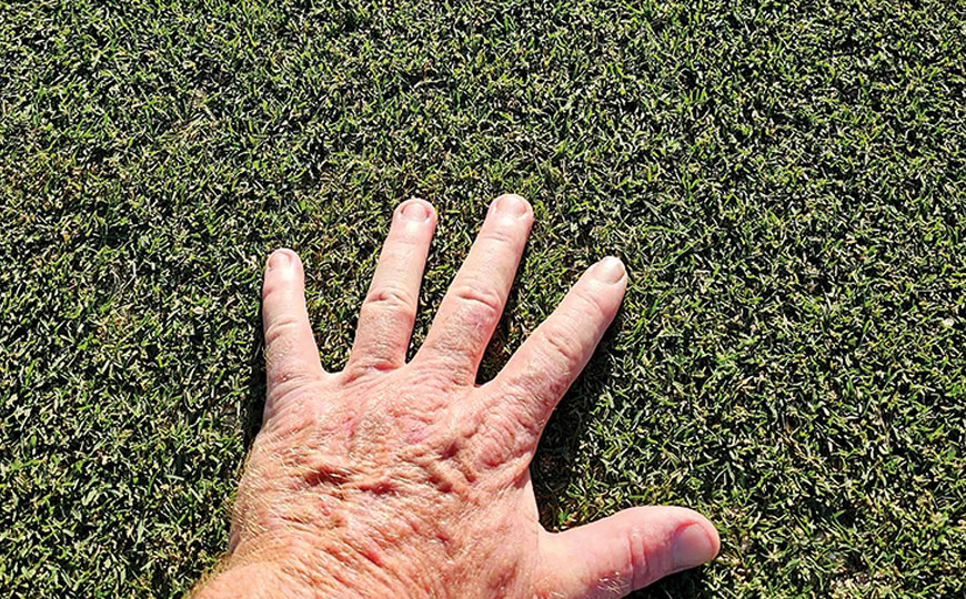 IronCutter Elite Hybrid Bermudagrass - Kentucky Turf Nursery