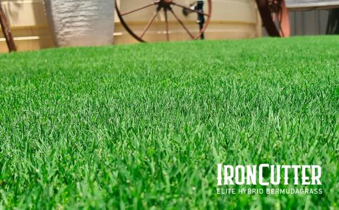 IronCutter Elite Hybrid Bermudagrass - Kentucky Turf Nursery